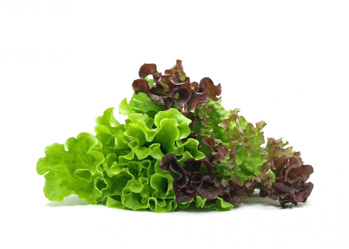 Batavia lettuce | freshly harvested from the Pfalz region