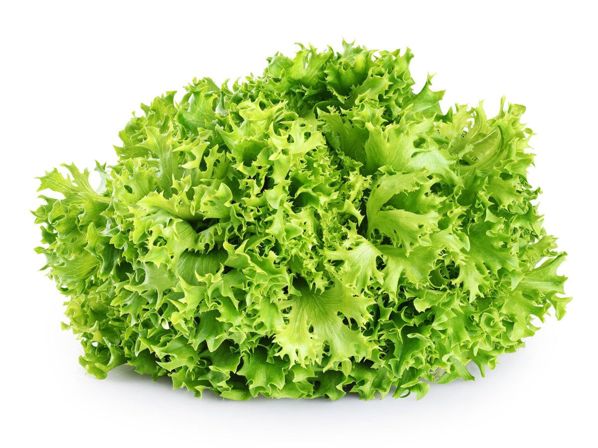 Endivie | Erntefrisch vom Pfalzmarkt