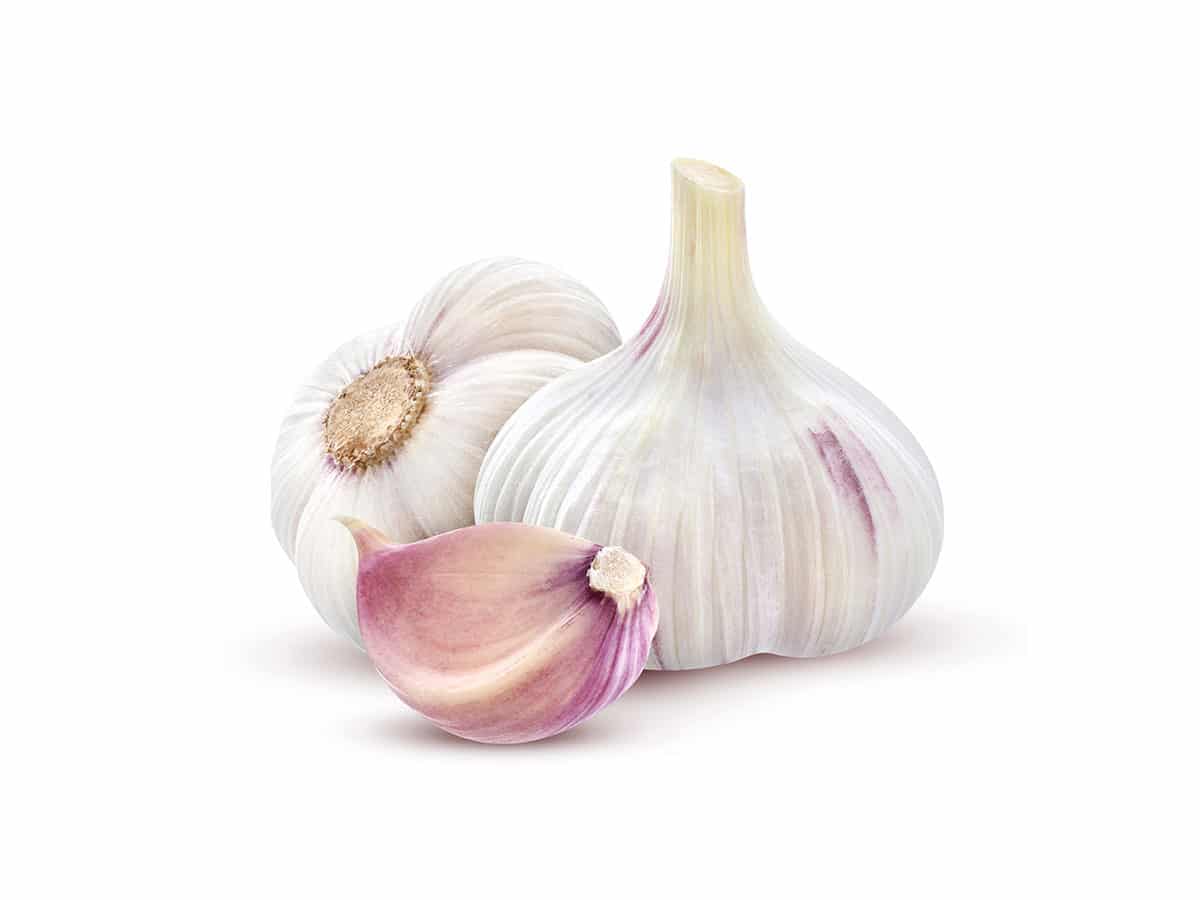 Knoblauch | Erntefrisch aus der Pfalz