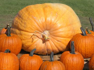 Atlantic Giant pumpkin | freshly harvested from the Pfalz region