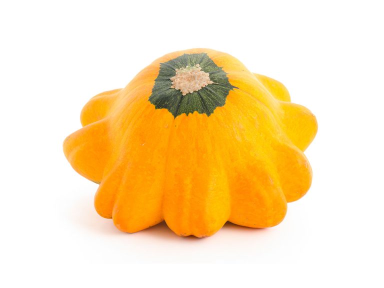 Patisson pumpkin | freshly harvested from the Pfalz region