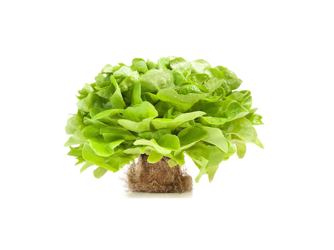 Salat Mit Wurzelballen